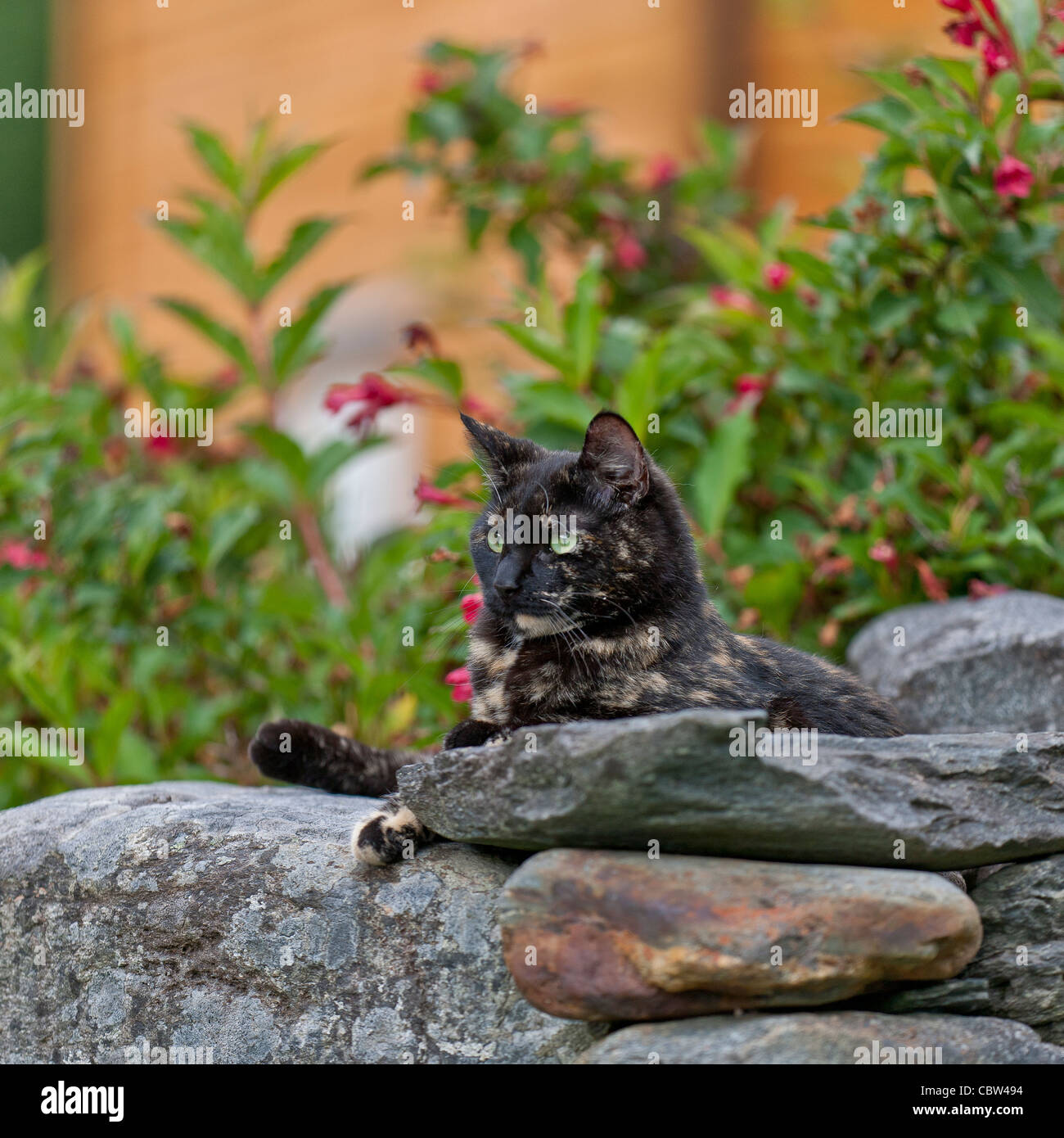 Calico cat eyes -Fotos und -Bildmaterial in hoher Auflösung – Alamy