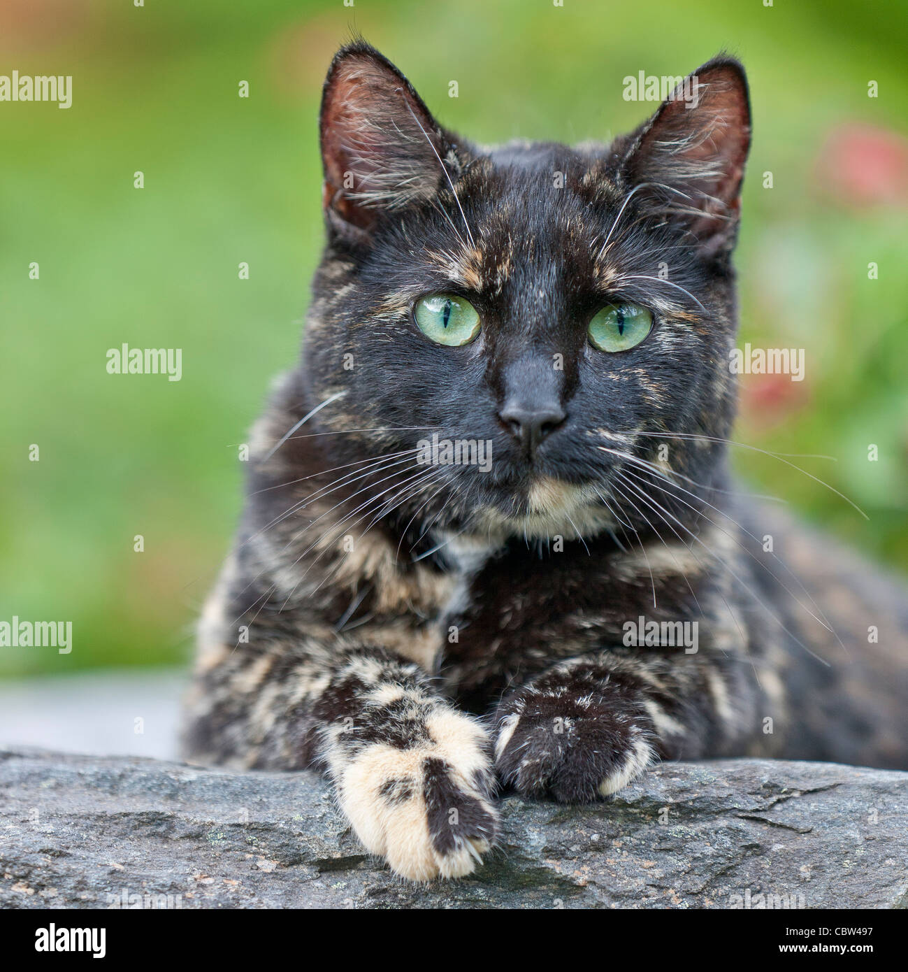 Kaliko katzenaugen -Fotos und -Bildmaterial in hoher Auflösung – Alamy
