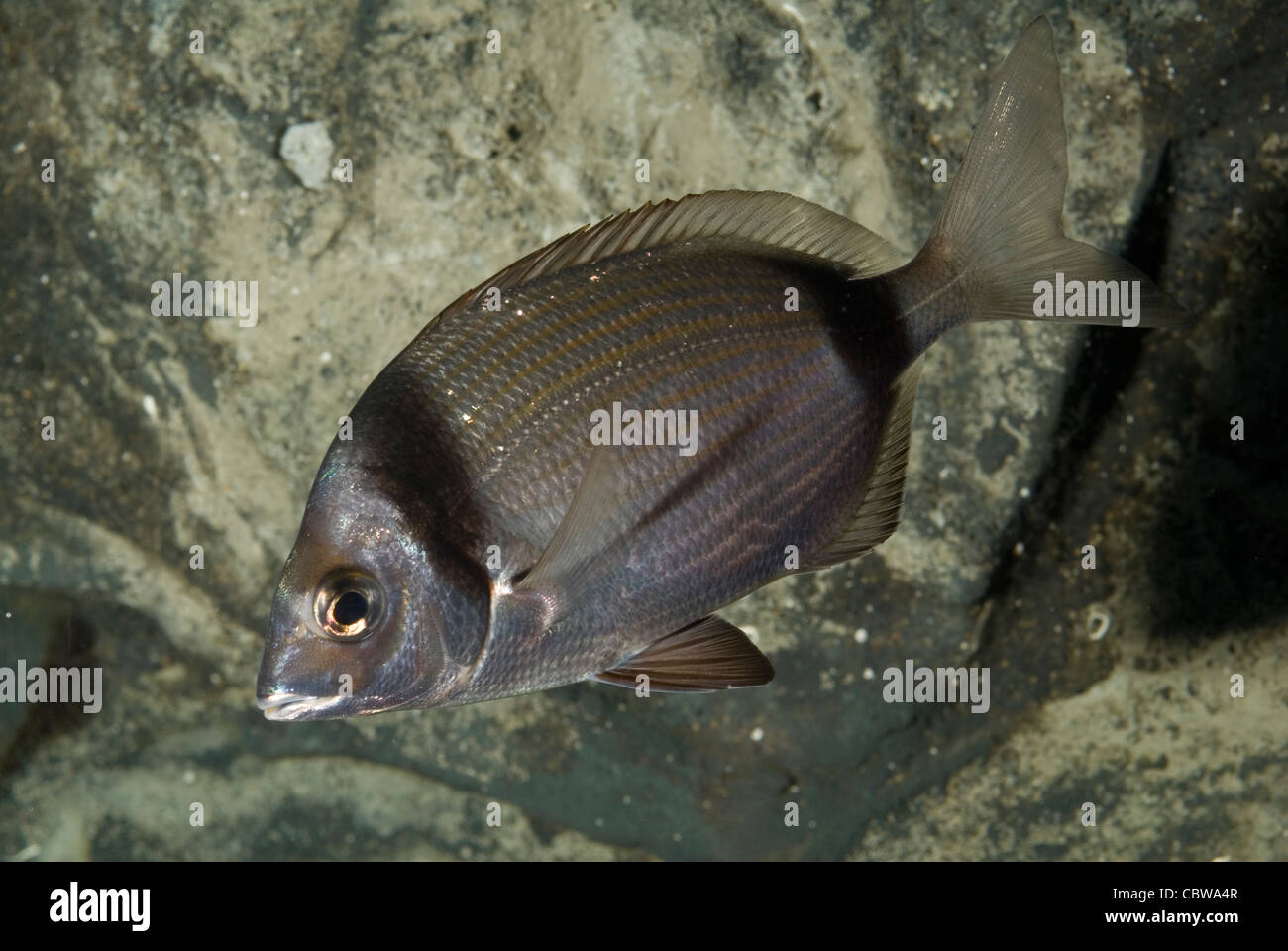 Mittelmeerfisch fische roberto nistri unterwasser horizontal -Fotos und ...