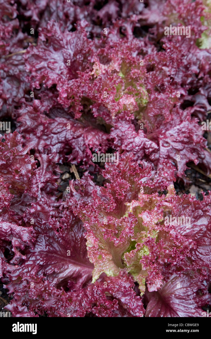 Nahaufnahme von lollo rosso salat -Fotos und -Bildmaterial in hoher ...