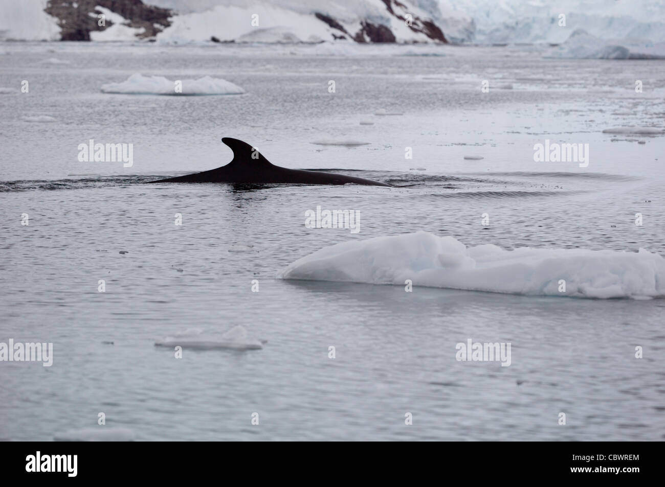 Snout of whale -Fotos und -Bildmaterial in hoher Auflösung – Alamy