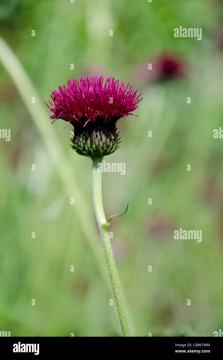 Schottland flora distel -Fotos und -Bildmaterial in hoher Auflösung – Alamy