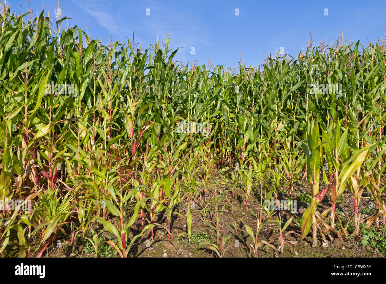 Maize silage -Fotos und -Bildmaterial in hoher Auflösung – Alamy