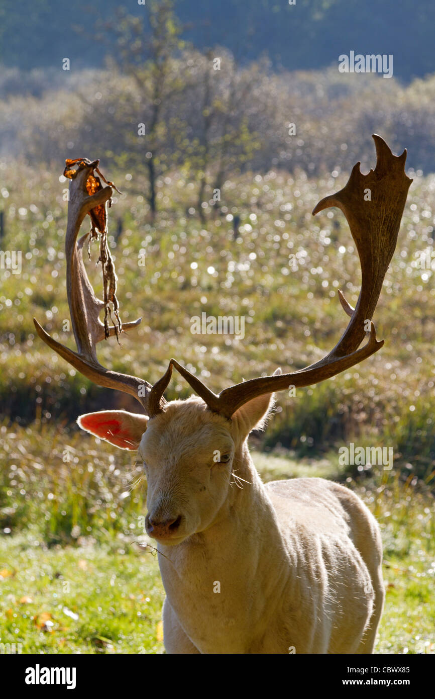 Damwild (Dama Dama Stockfotografie - Alamy
