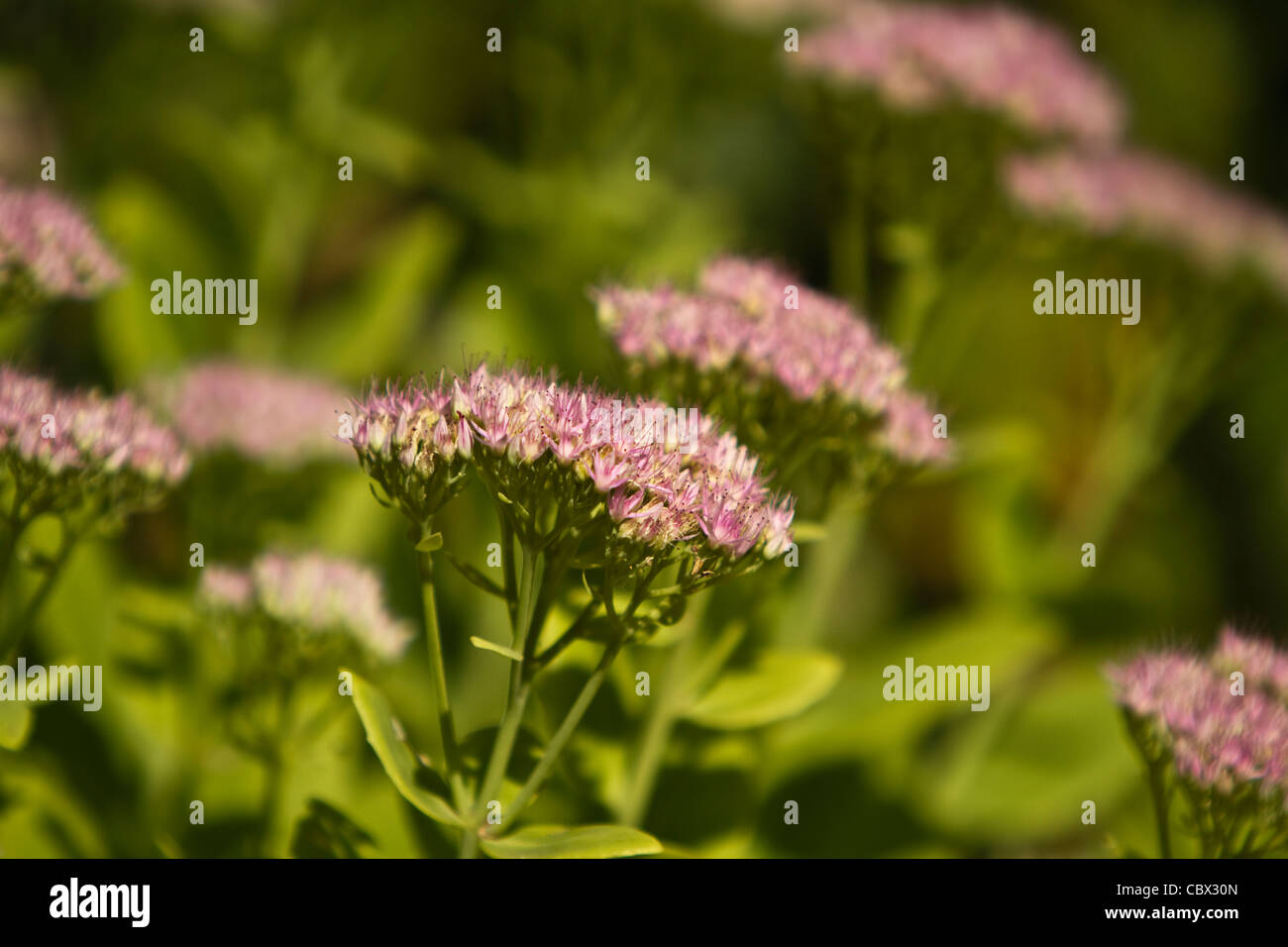 Hylotelephium spectabile -Fotos und -Bildmaterial in hoher Auflösung ...