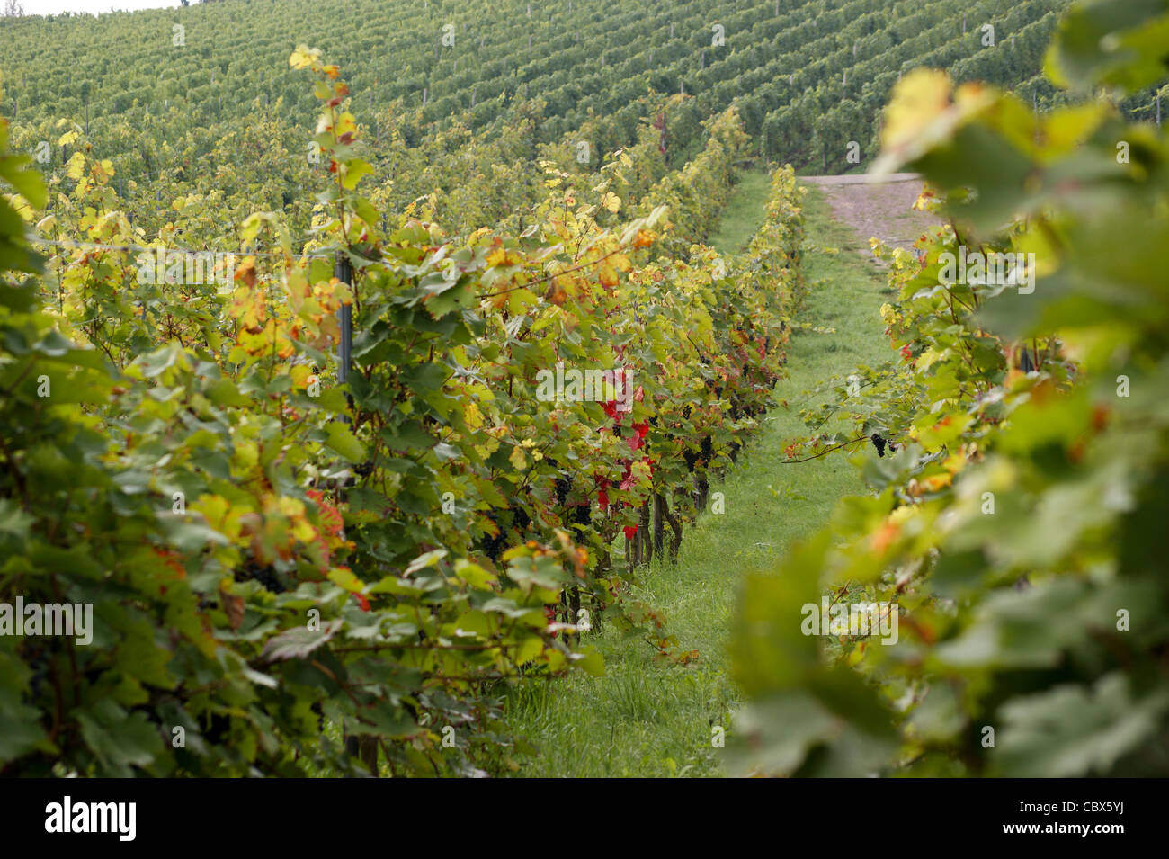 Terroir feld -Fotos und -Bildmaterial in hoher Auflösung – Alamy