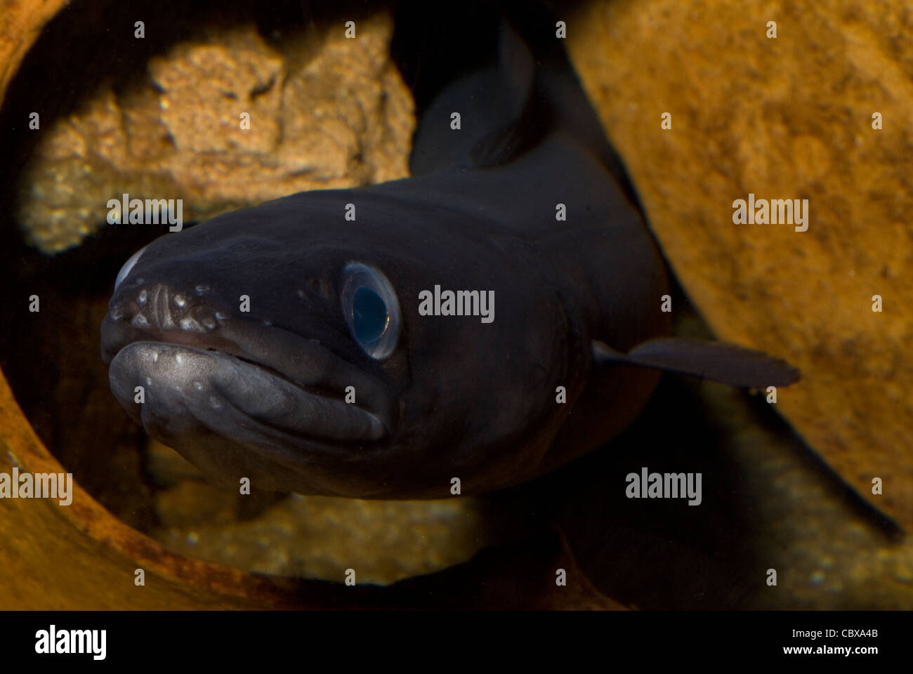 Conger conger fisch -Fotos und -Bildmaterial in hoher Auflösung – Alamy