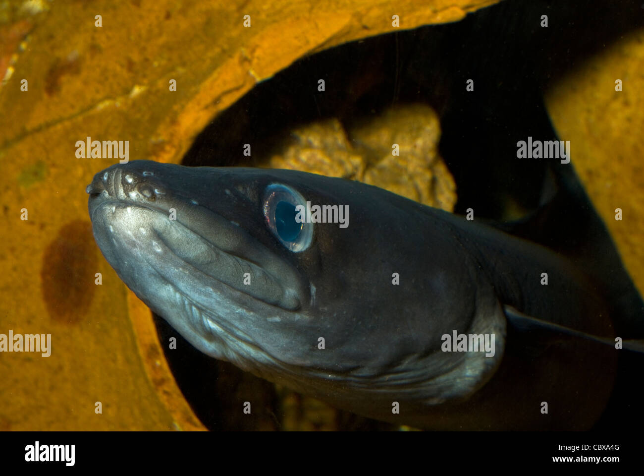 Europäischer conger -Fotos und -Bildmaterial in hoher Auflösung – Alamy