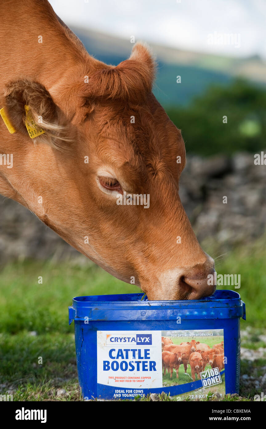 Gesundheit der herde -Fotos und -Bildmaterial in hoher Auflösung – Alamy