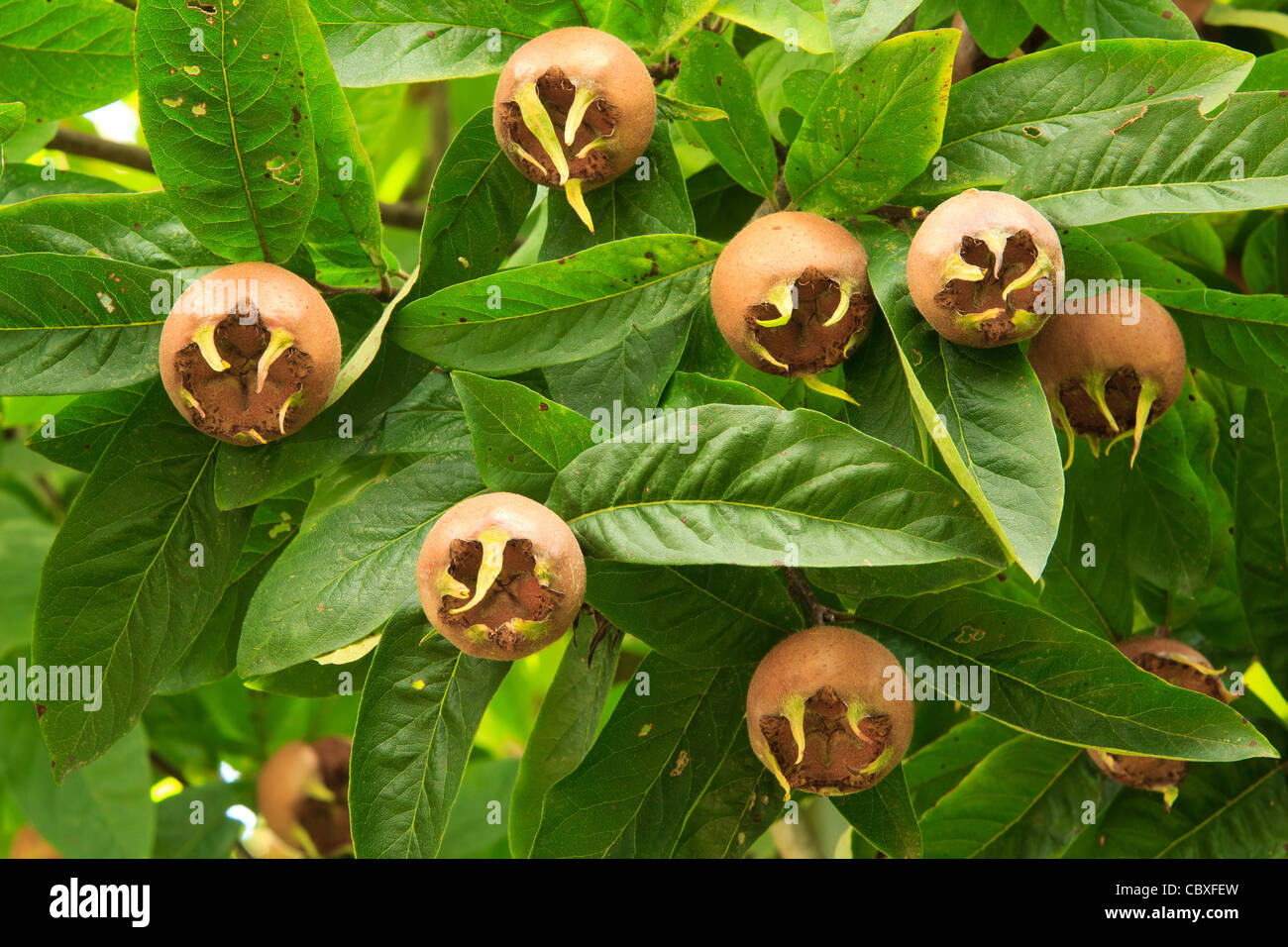 Mespilus Germanica Stockfotos und -bilder Kaufen - Alamy