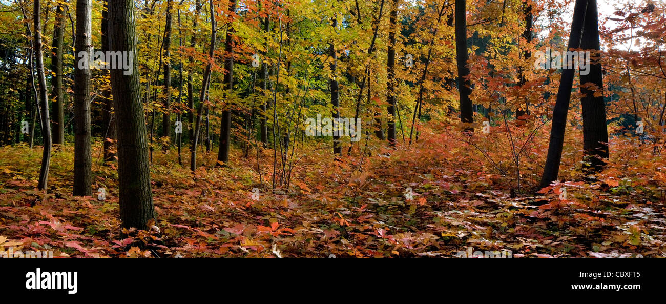 Roteiche / Meister Eiche (Quercus Rubra / Quercus Borealis) Bäume im ...