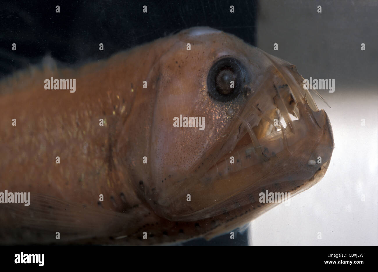 Sloanes viperfish -Fotos und -Bildmaterial in hoher Auflösung – Alamy