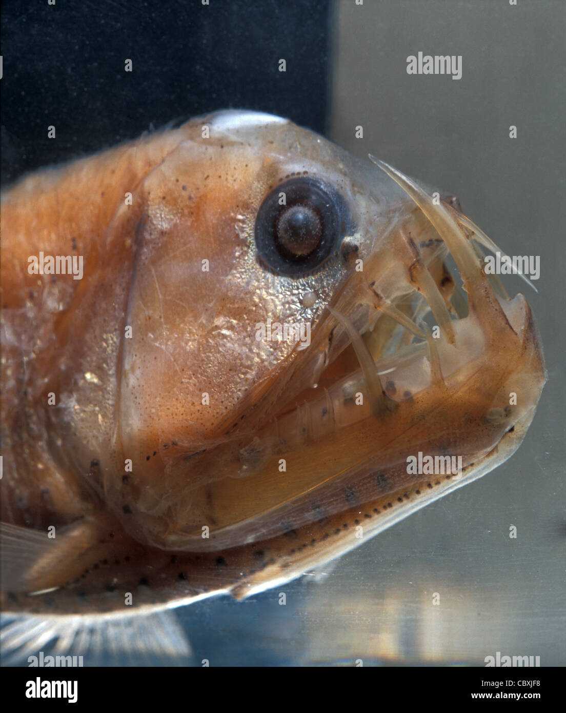 Sloanes viperfish -Fotos und -Bildmaterial in hoher Auflösung – Alamy