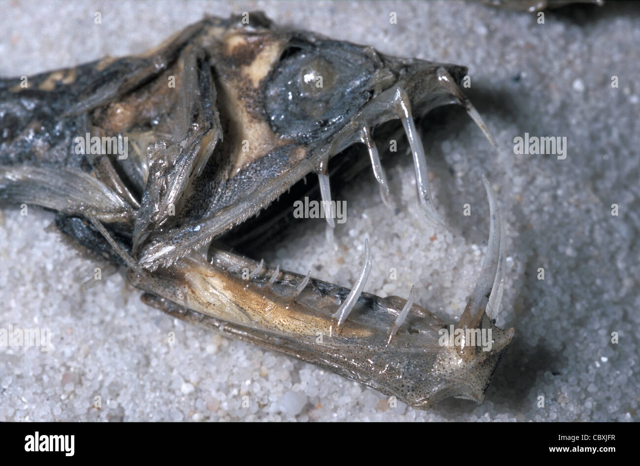 Sloanes viperfish -Fotos und -Bildmaterial in hoher Auflösung – Alamy