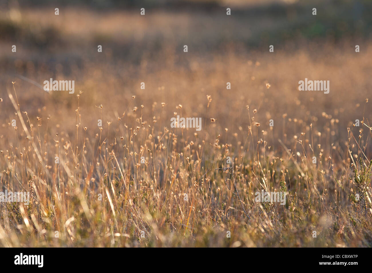 Aufrechte segge -Fotos und -Bildmaterial in hoher Auflösung – Alamy