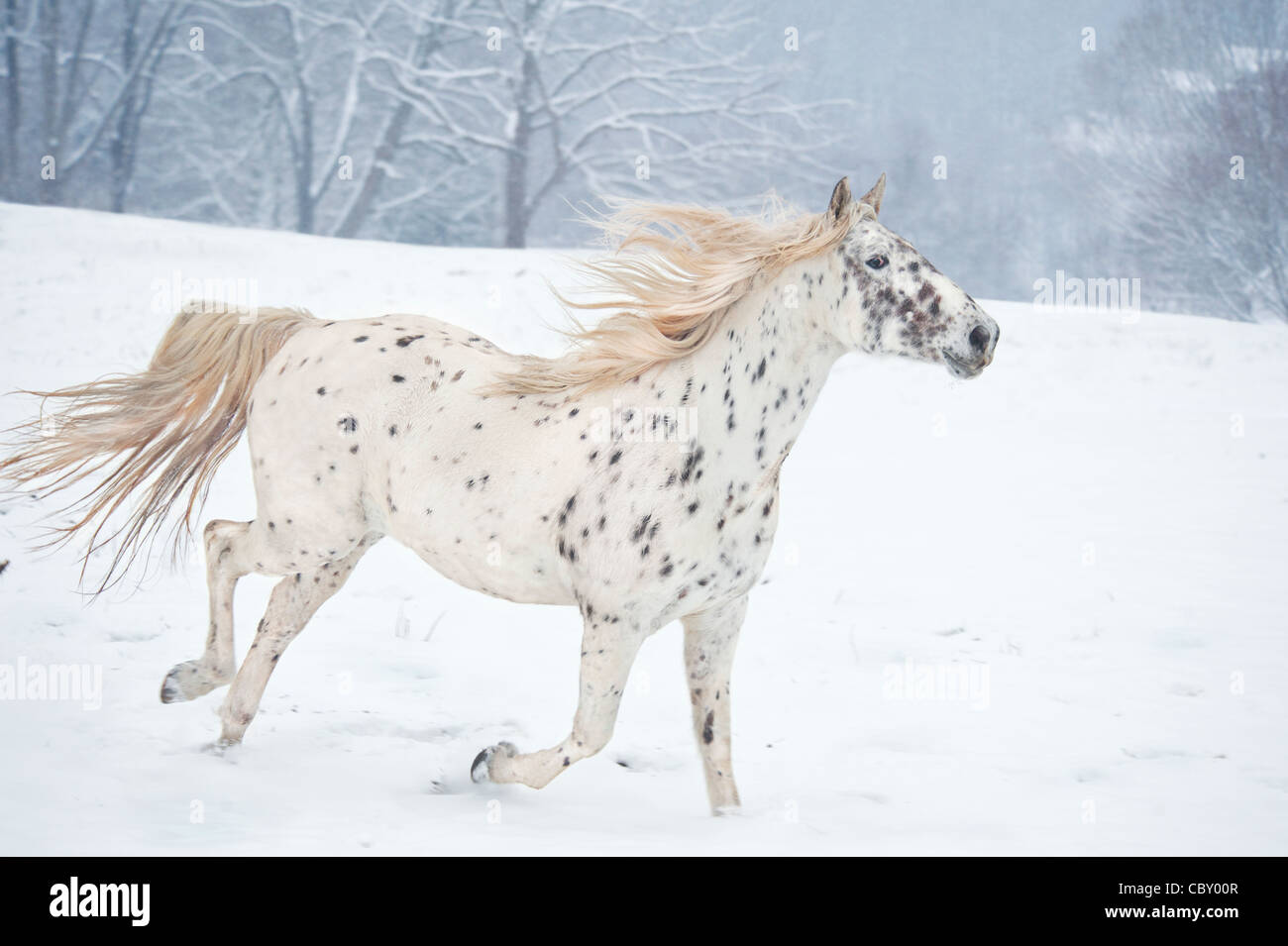 Appaloosa pferd -Fotos und -Bildmaterial in hoher Auflösung – Alamy