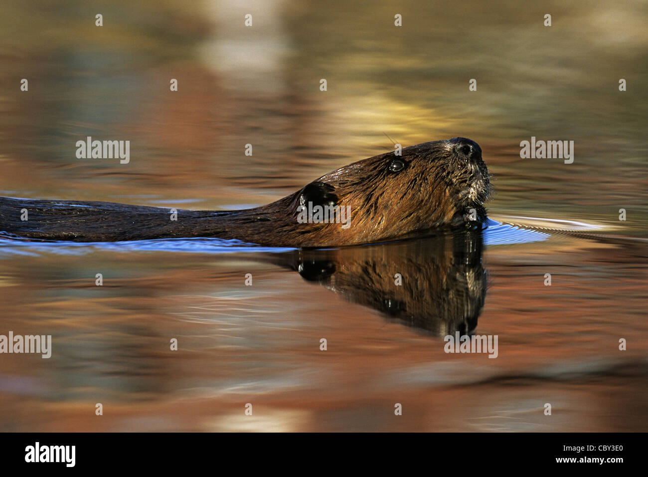Biber feuchtgebiet tierbild -Fotos und -Bildmaterial in hoher Auflösung ...