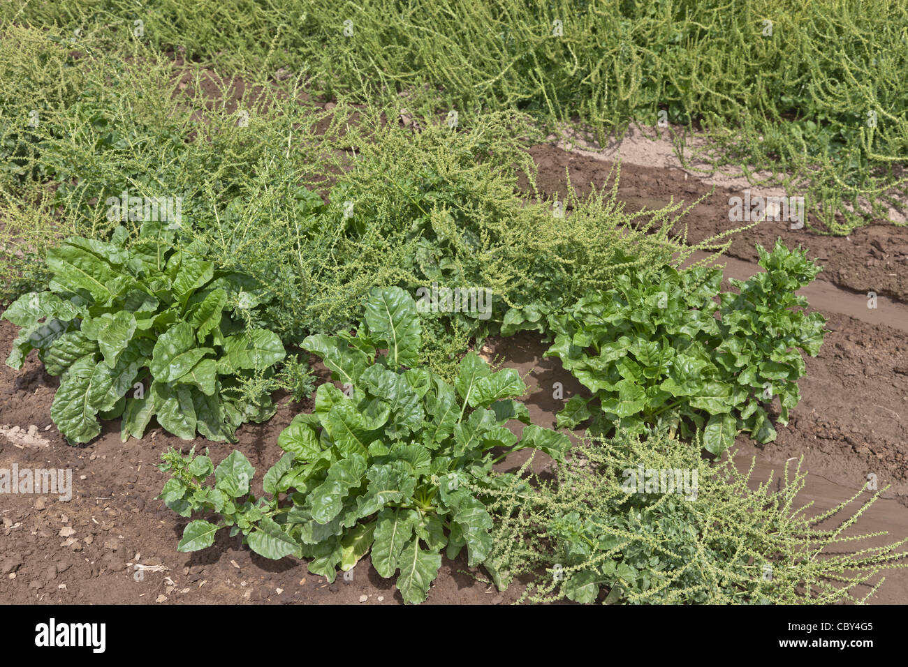 Zuckerrüben wachsen bei der Saatgutproduktion Stockfotografie - Alamy