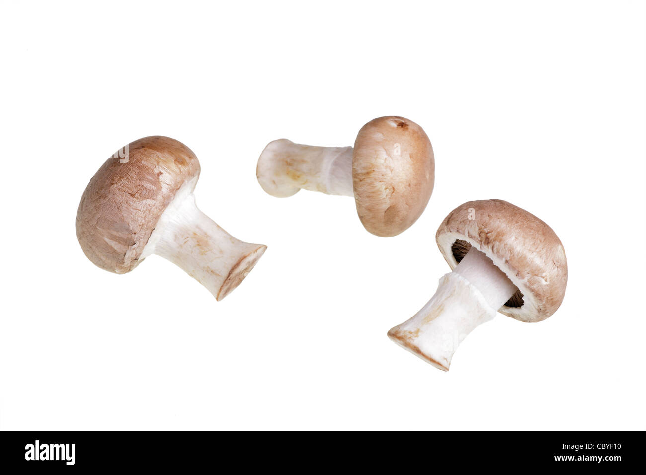 Der kultivierte champignon agaricus bisporus oder feldpilz ...