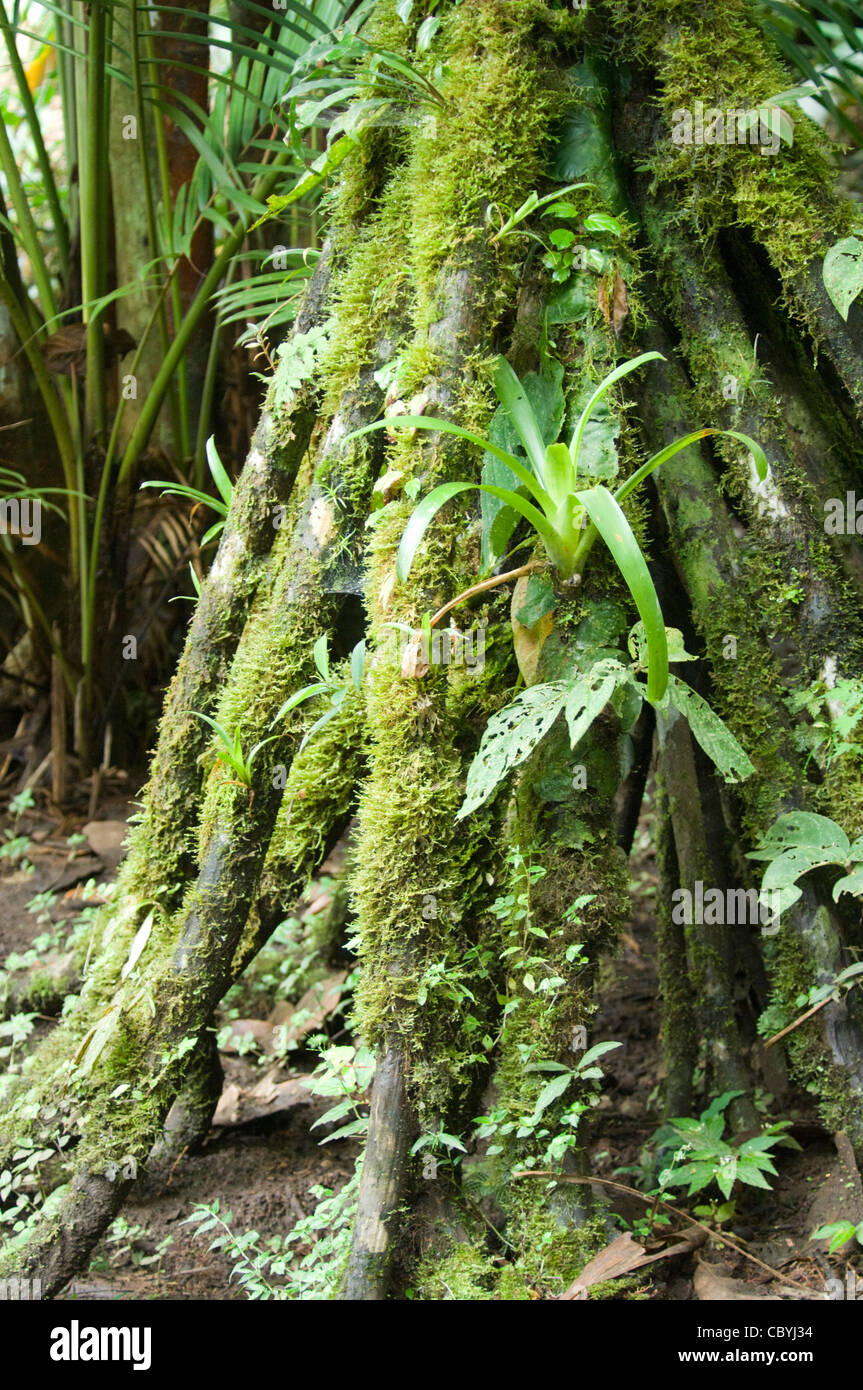 Baum mit Luftwurzeln Wilson botanischen Garten San Vito Costa Rica ...