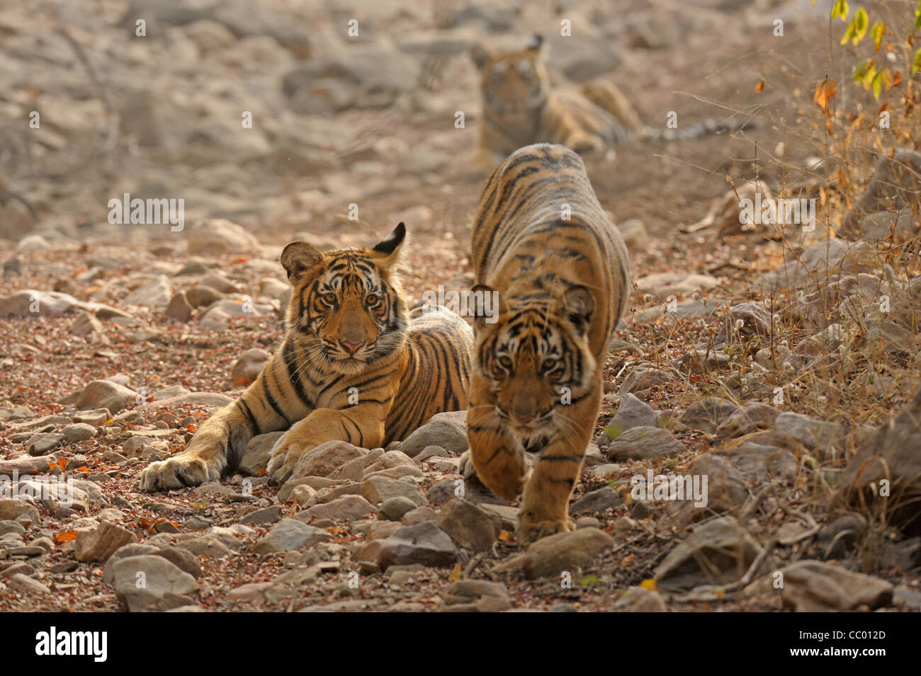 Zwei Tigerbabys in einem ausgetrockneten Flussbett Ranthambhore Tiger ...