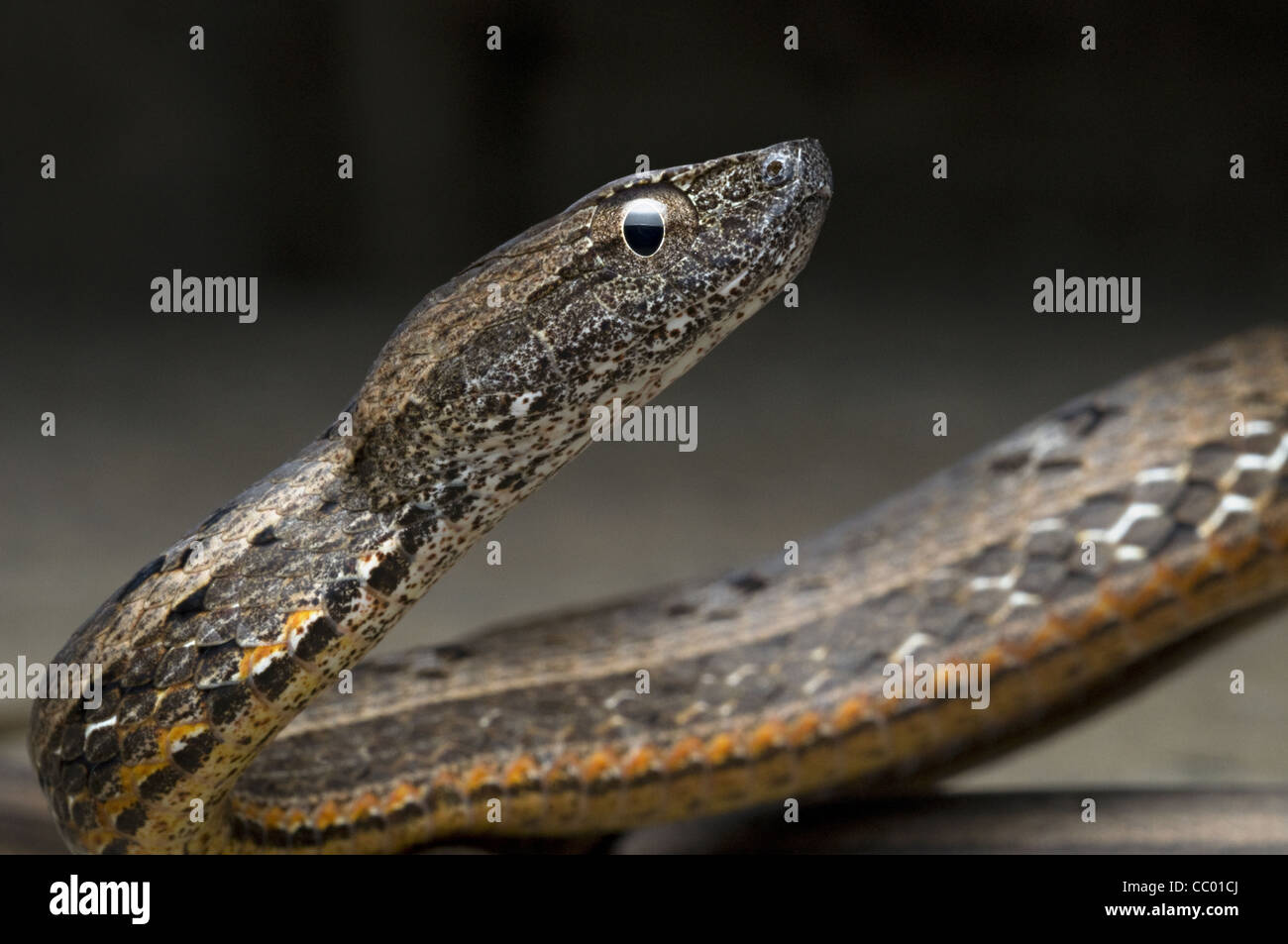 Psammodynastes pulverulentus -Fotos und -Bildmaterial in hoher ...