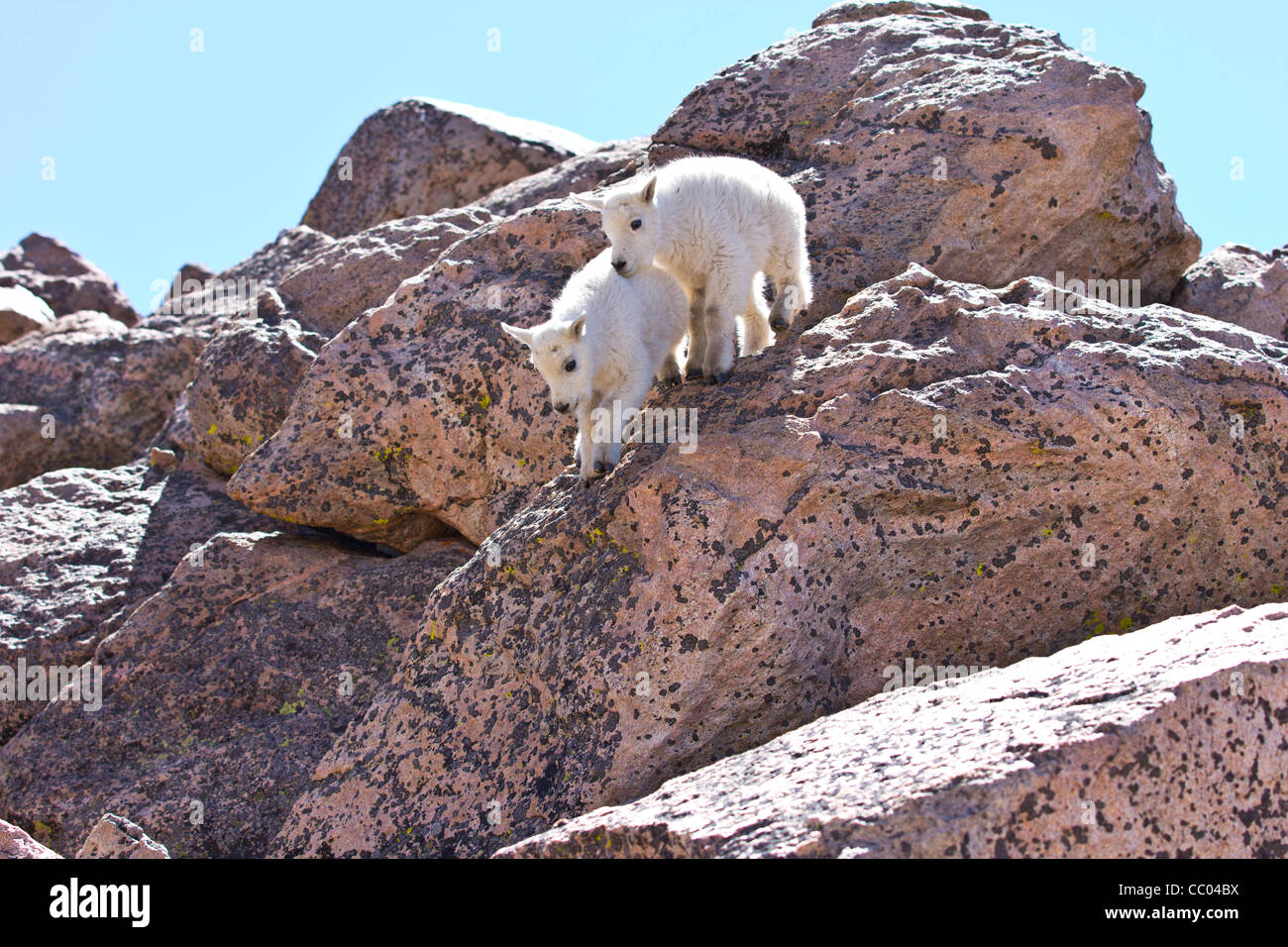 Eine Bergziege auf Mt. Evans in den Colorado Rocky Mountains ...