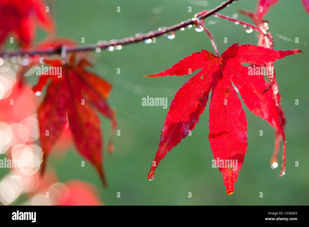 Acer Palmatum Atropurpureum Stockfotos und -bilder Kaufen - Alamy