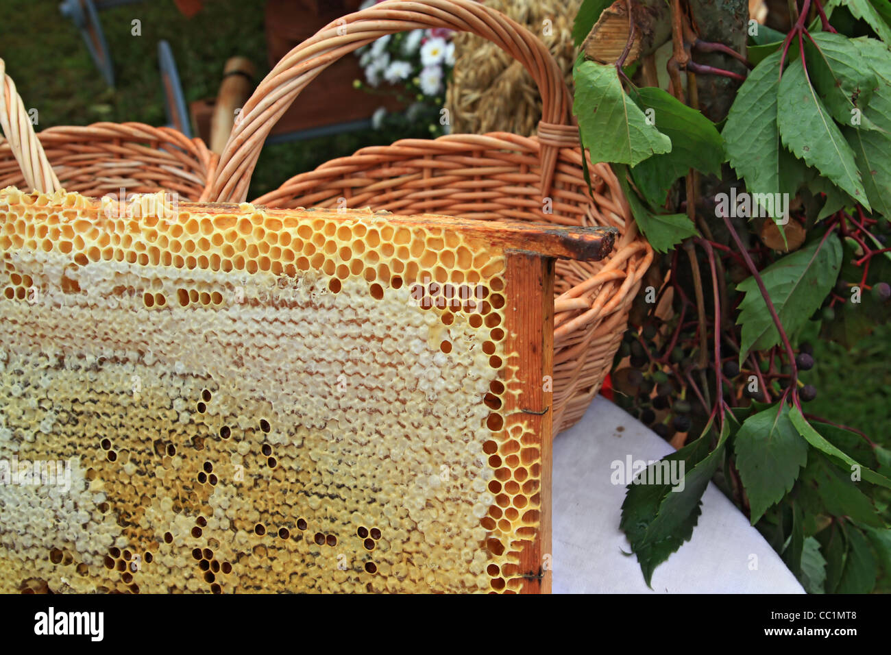 Bee honeycomb -Fotos und -Bildmaterial in hoher Auflösung – Alamy