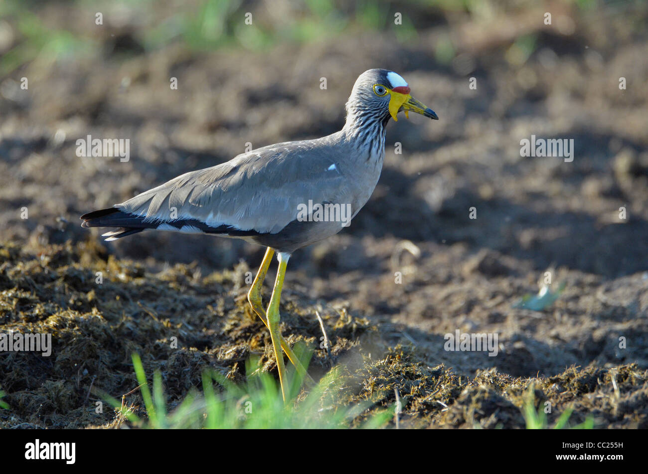 Dung midden -Fotos und -Bildmaterial in hoher Auflösung – Alamy
