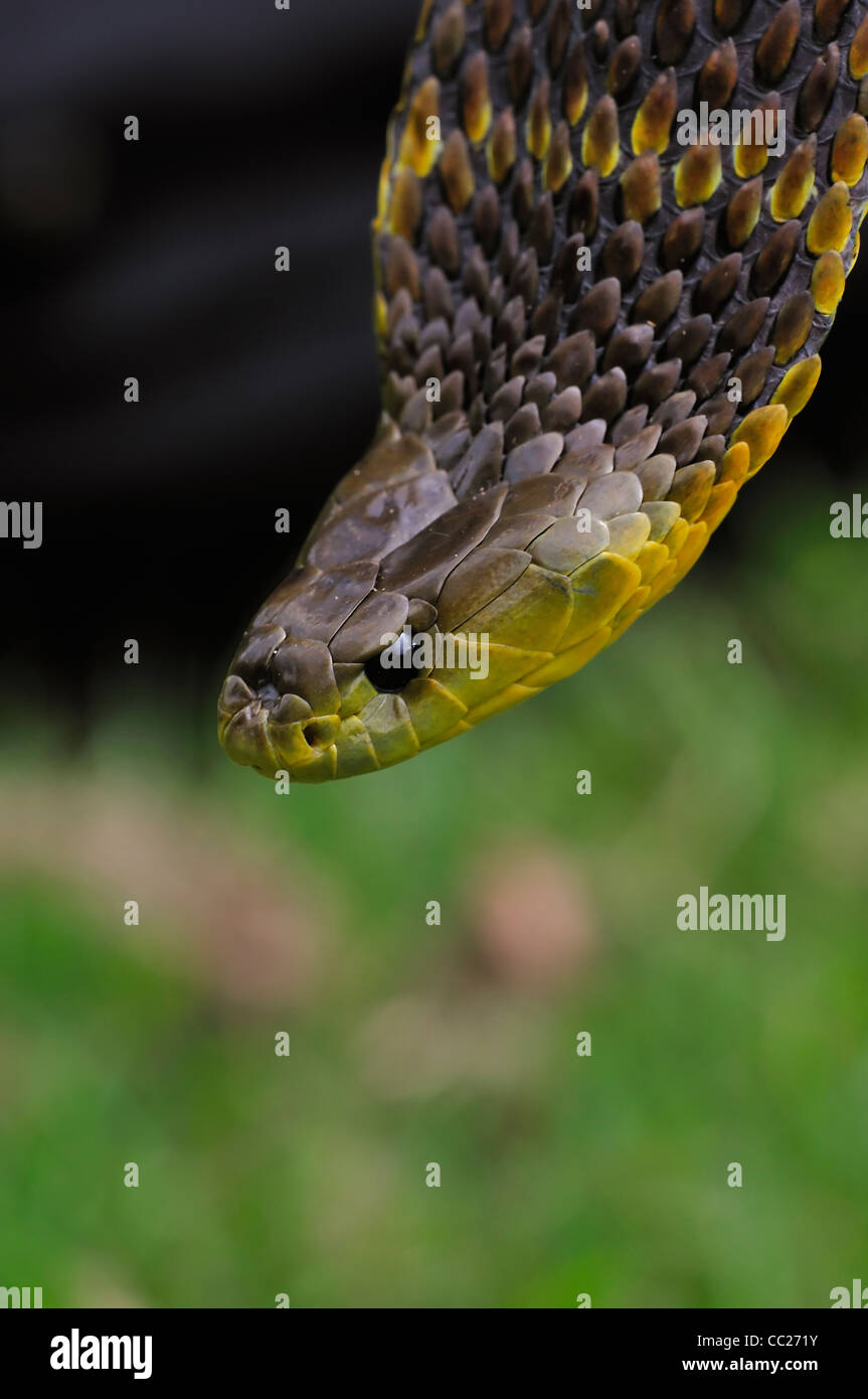 Tiger snake -Fotos und -Bildmaterial in hoher Auflösung – Alamy