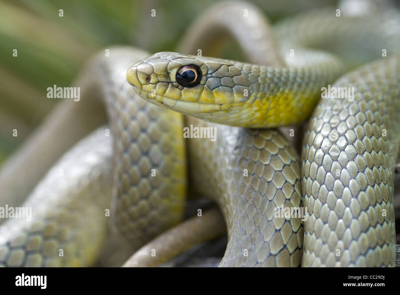 Coluber constrictor flaviventris -Fotos und -Bildmaterial in hoher ...