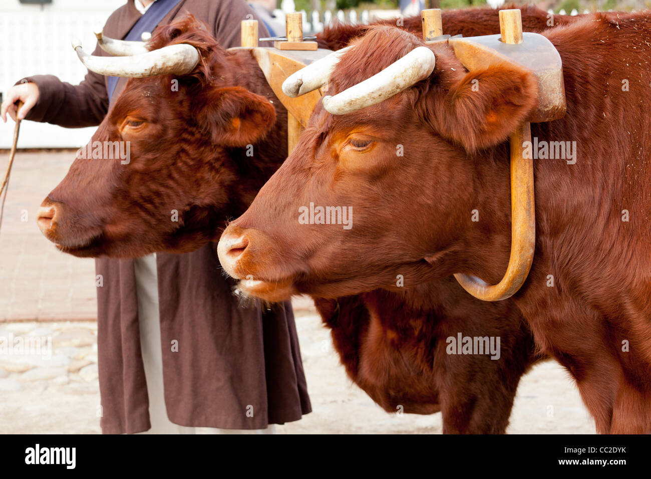 Joch von ochsen -Fotos und -Bildmaterial in hoher Auflösung – Alamy