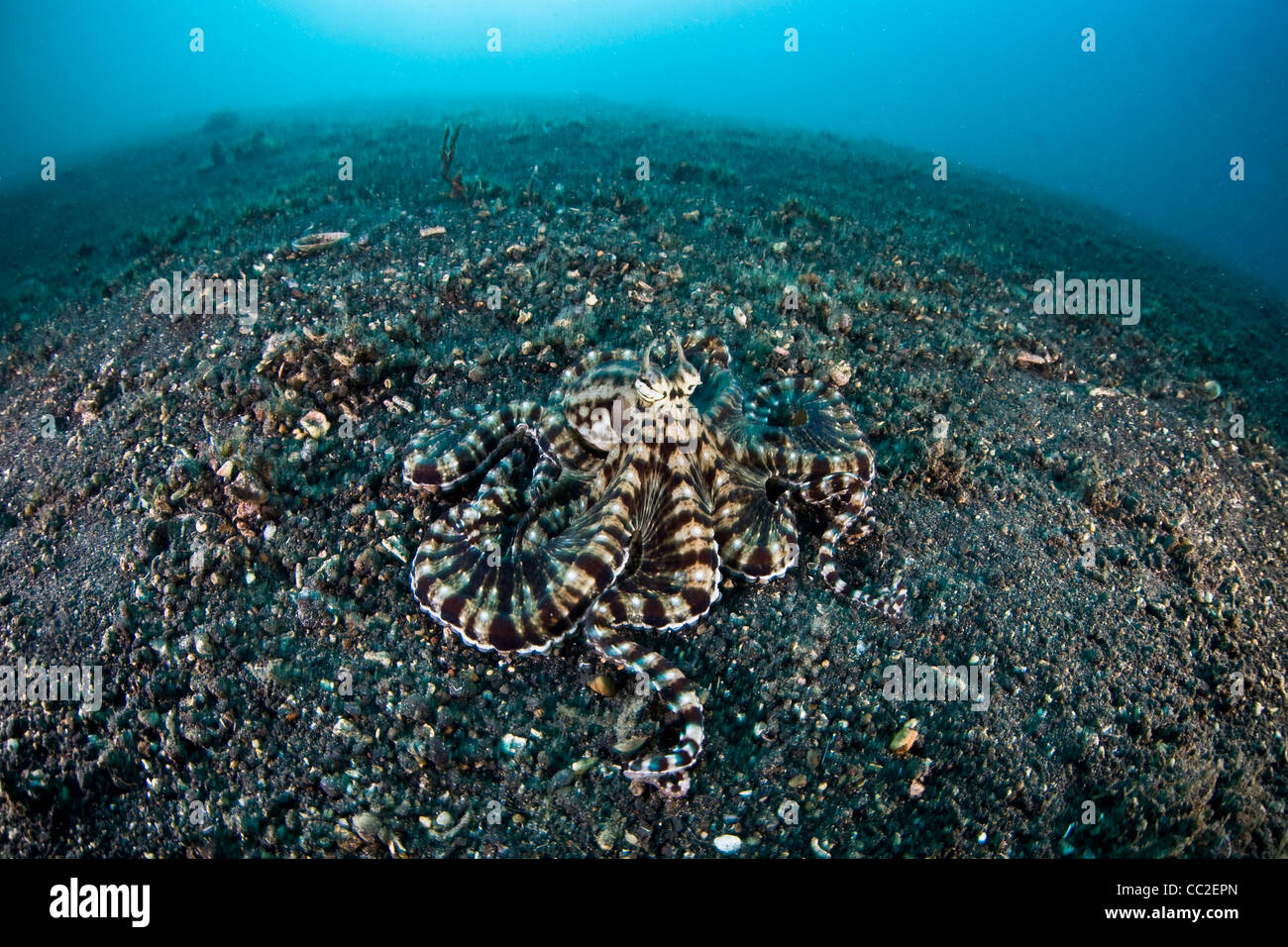 Krake tarnung -Fotos und -Bildmaterial in hoher Auflösung – Alamy