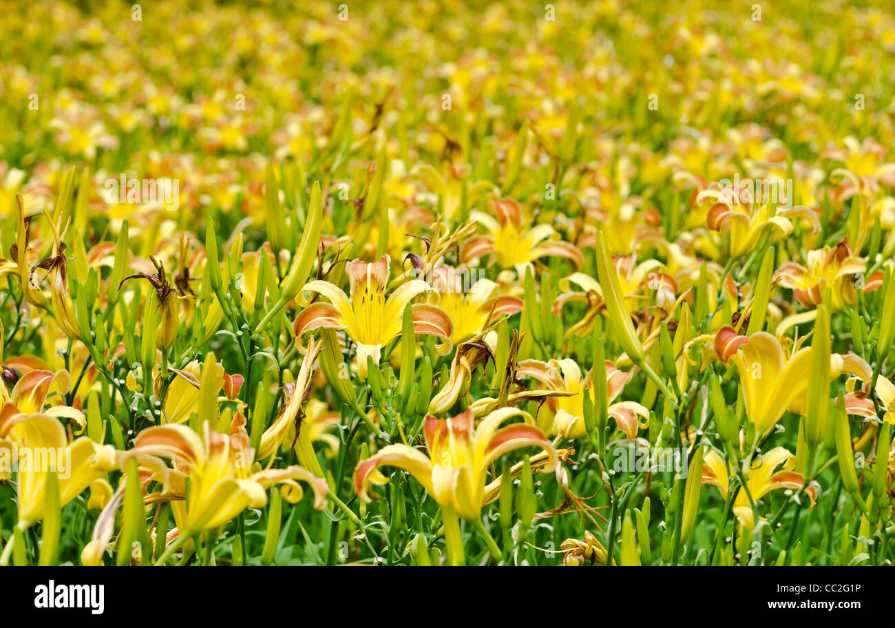 Lilie des feldes -Fotos und -Bildmaterial in hoher Auflösung – Alamy