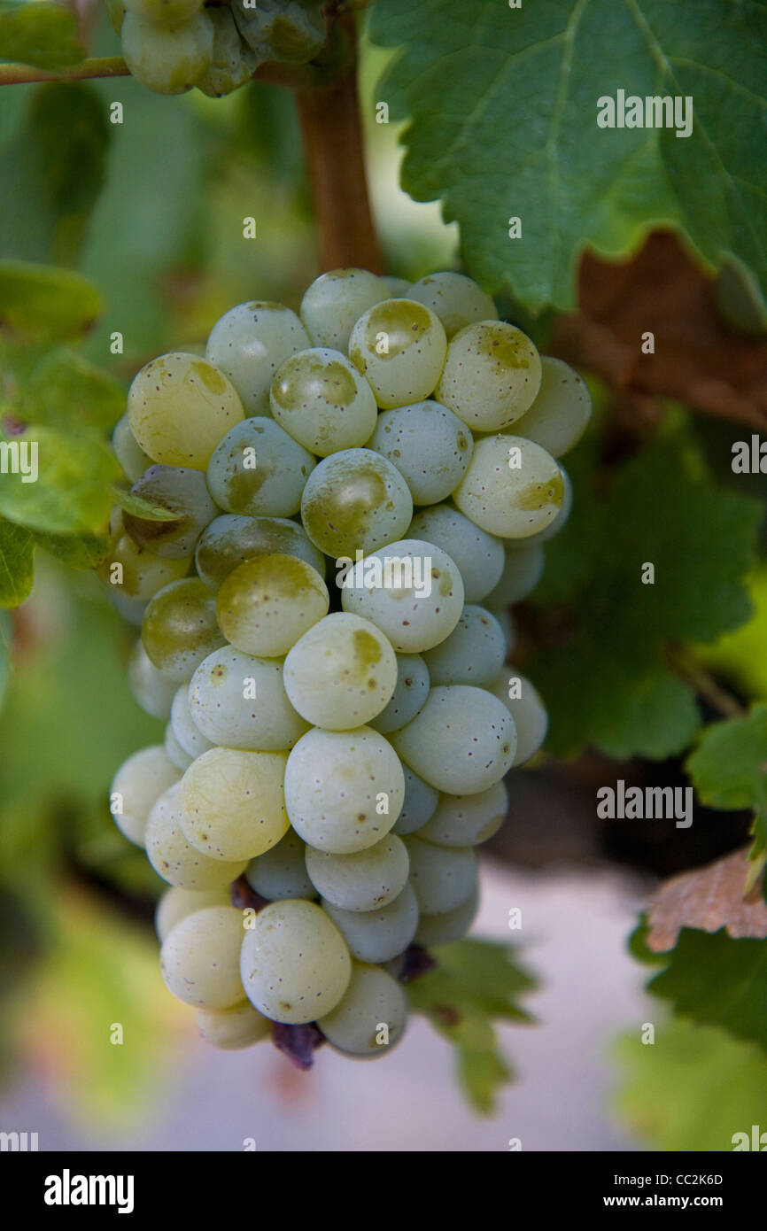 Eine traube ist die nicht klimakterische frucht -Fotos und ...