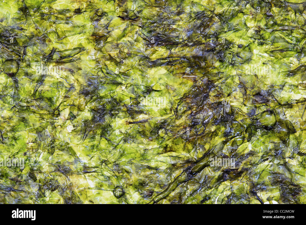 Seaweed sheet -Fotos und -Bildmaterial in hoher Auflösung – Alamy