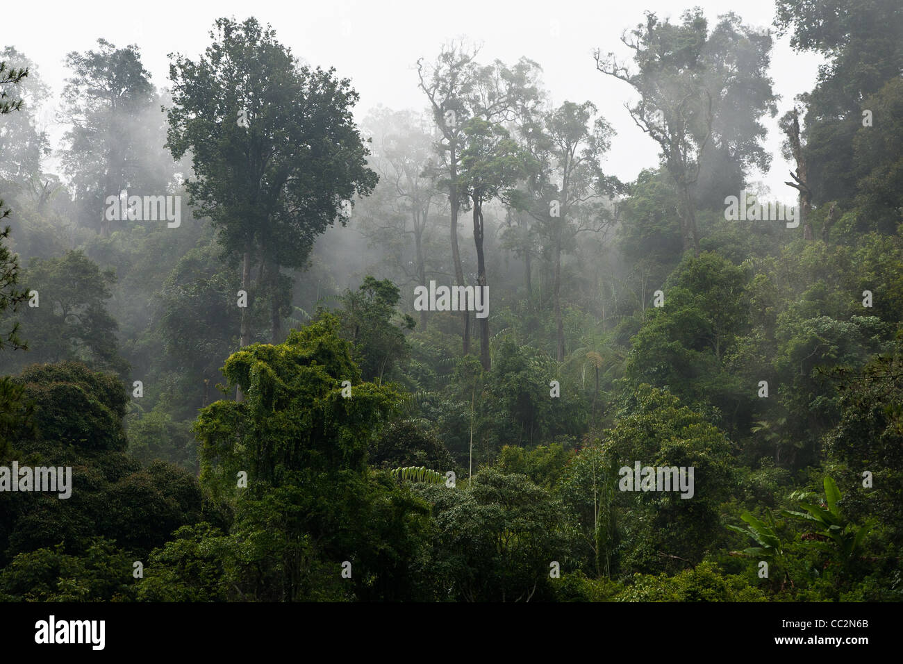 Dampfiger Regenwald Stockfotos und -bilder Kaufen - Alamy