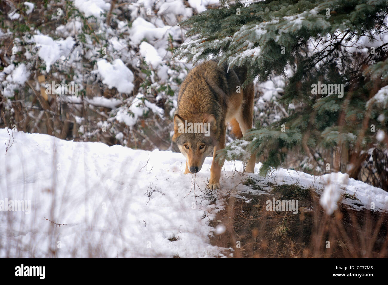 Wolf im winter -Fotos und -Bildmaterial in hoher Auflösung – Alamy