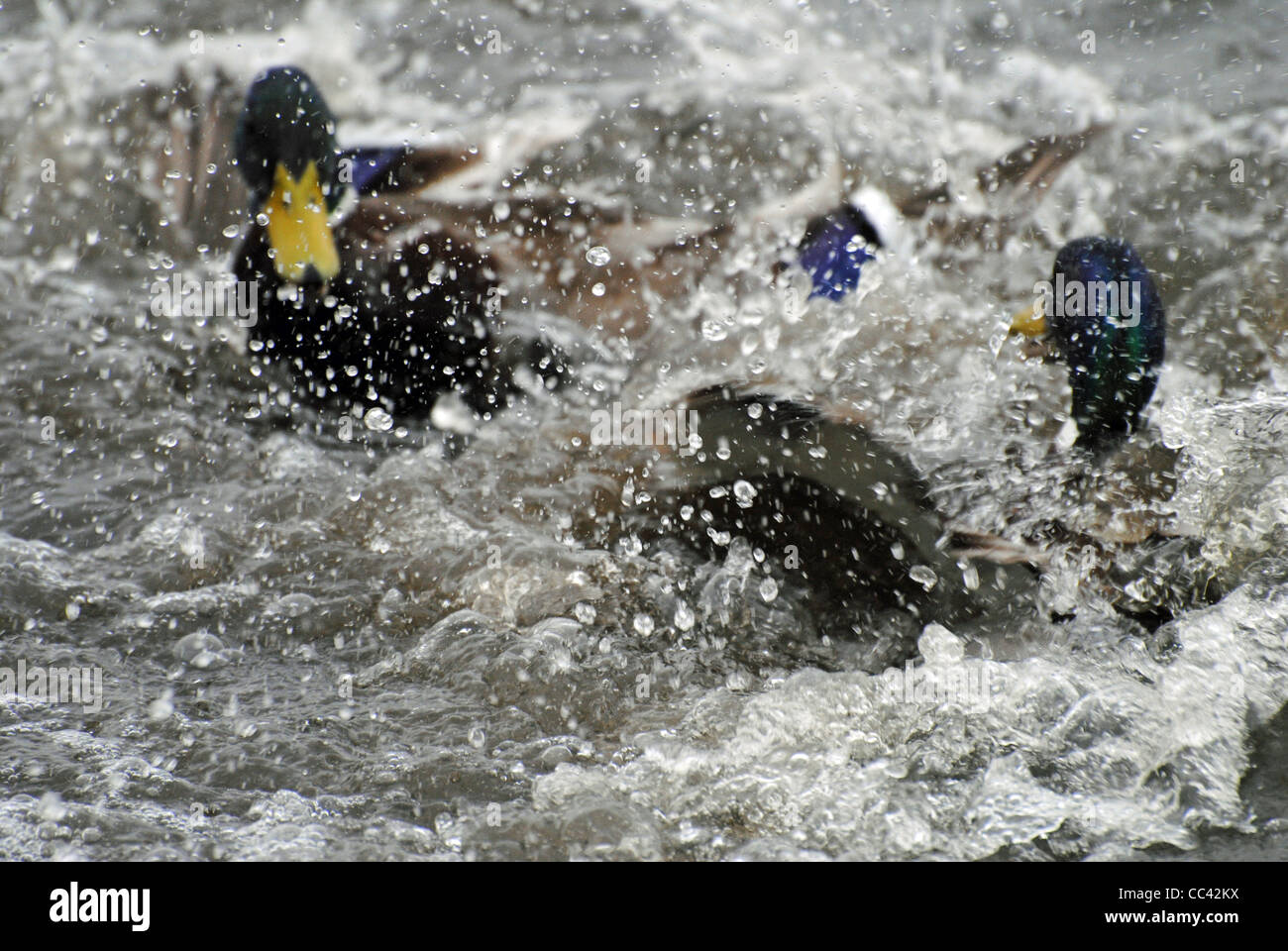 Enten im kampf -Fotos und -Bildmaterial in hoher Auflösung – Alamy
