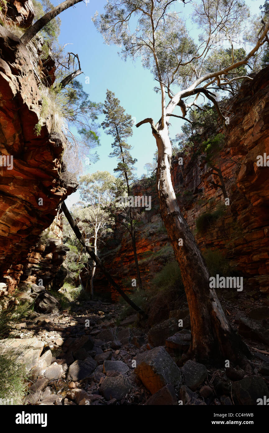 Blick auf Bäume im Canyon, Alligator Gorge, Mount Remarkable National ...