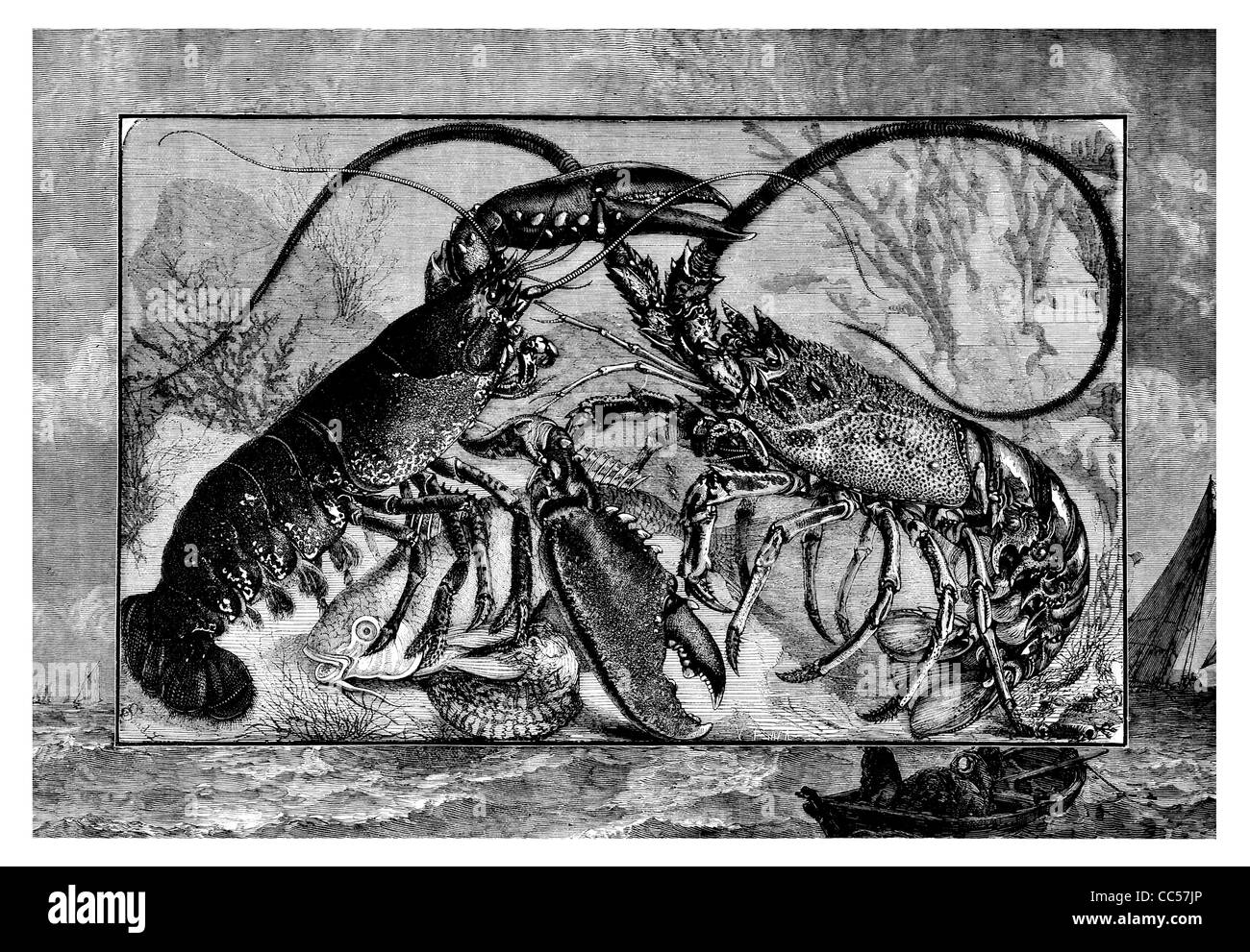 Gemeinsamen Hummer und Langusten Stockfotografie - Alamy