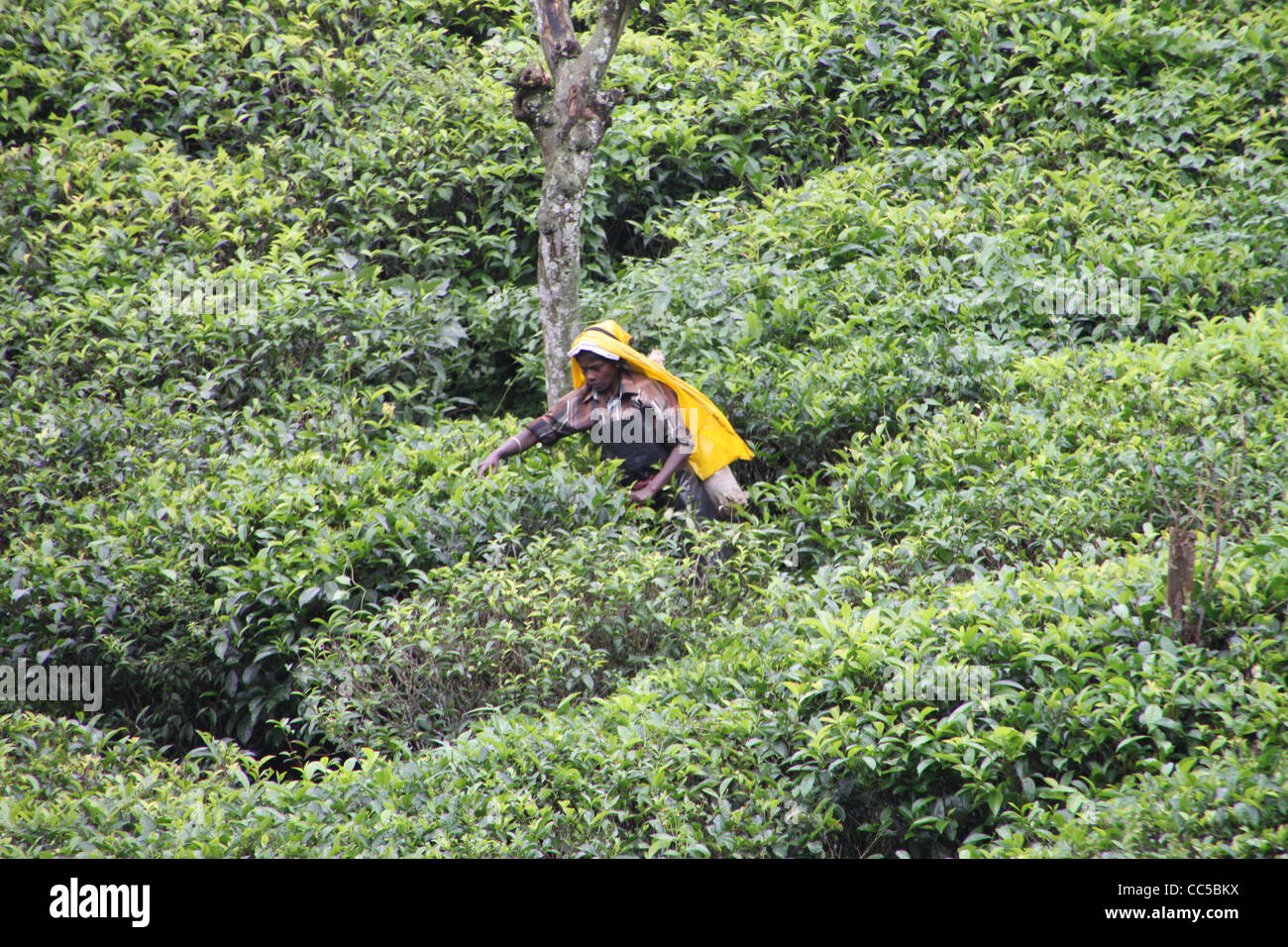 Teepflücker auf teeplantage -Fotos und -Bildmaterial in hoher Auflösung ...