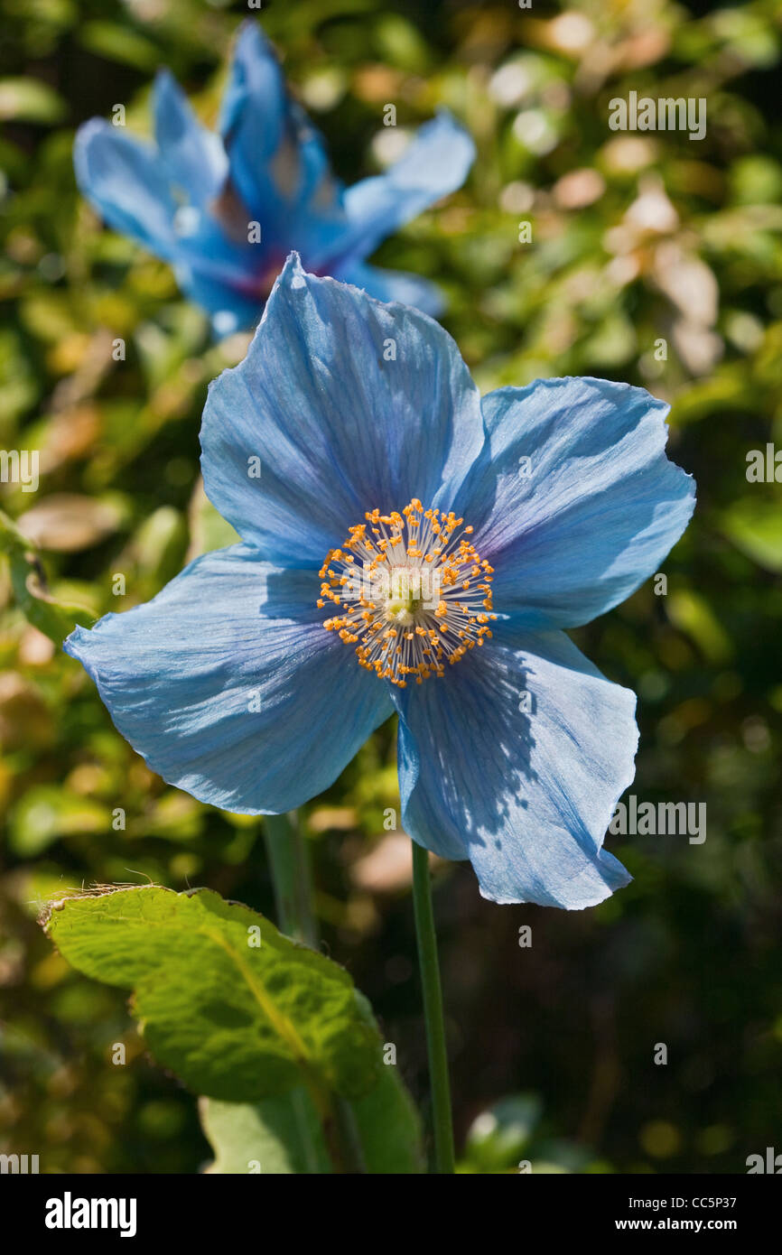 Blaue himalajamohnblume -Fotos und -Bildmaterial in hoher Auflösung – Alamy