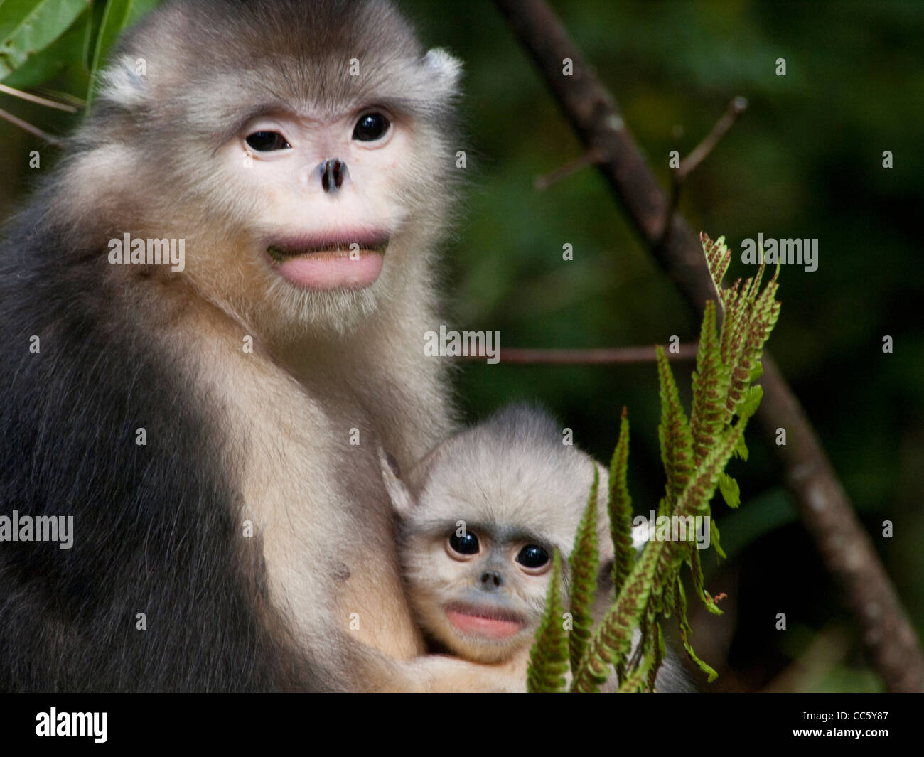 Schwarzen stupsnasige Affe mit einem Jungtier, Yunling Berge Nature ...