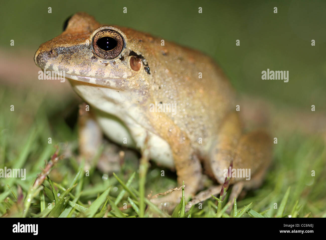 Der Rio Mamore Räuber Frosch (Pristimantis Fenestratus) im peruanischen ...