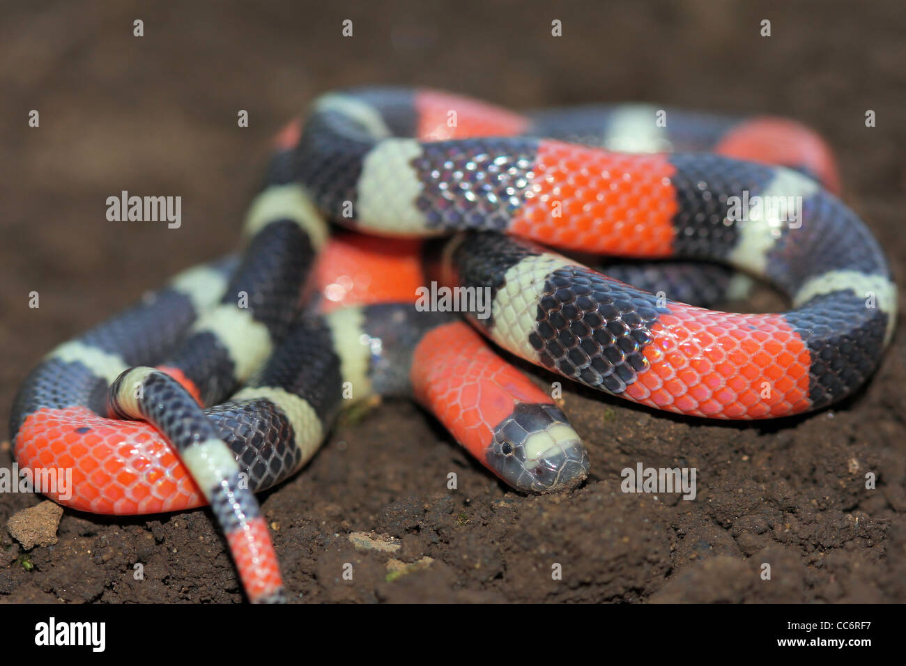 Rot schwarze schlange -Fotos und -Bildmaterial in hoher Auflösung – Alamy