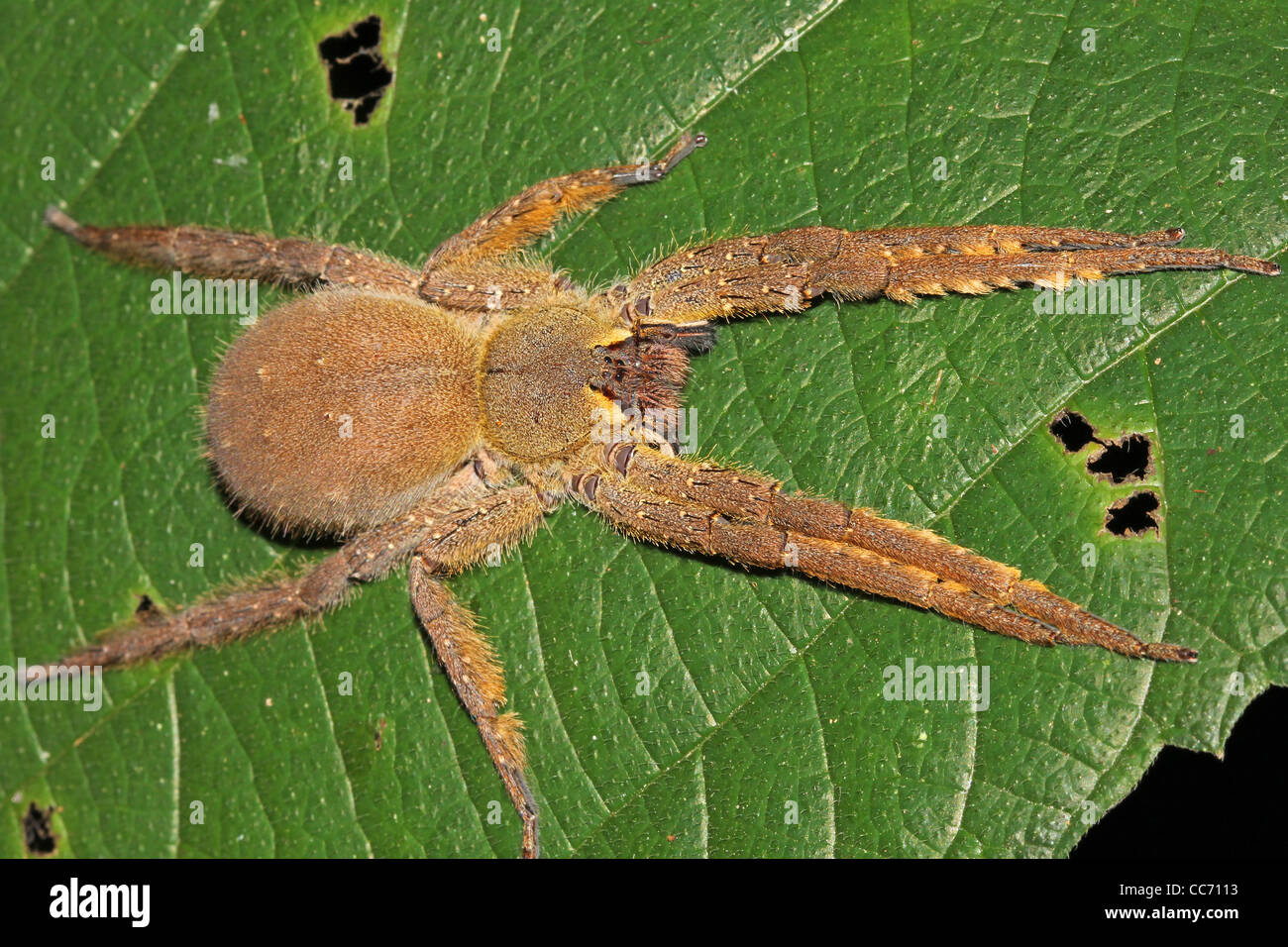 Eine große, behaarte, gelbe Spinne in der peruanischen Amazonas ...