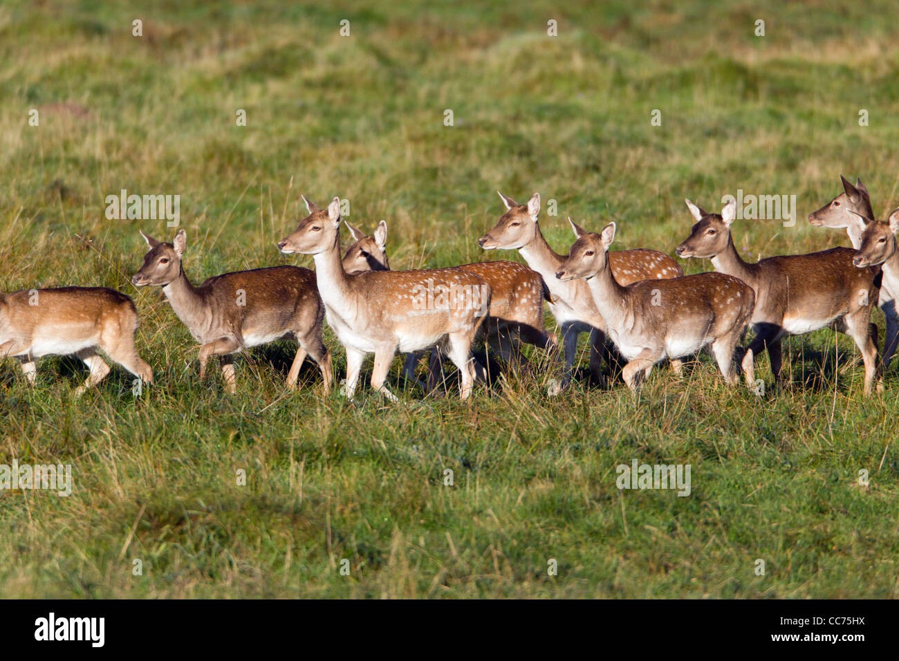 Damhirsch weiblich -Fotos und -Bildmaterial in hoher Auflösung – Alamy