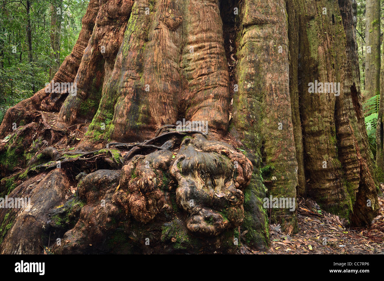 Stringybark forest -Fotos und -Bildmaterial in hoher Auflösung – Alamy